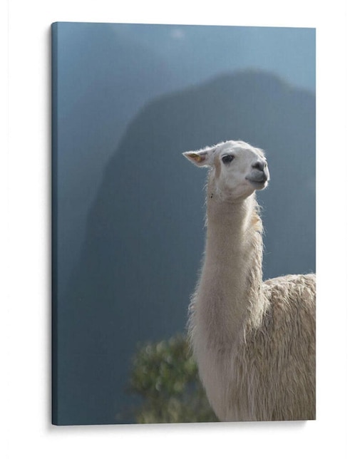 Litografía Canvas Lab Llama Perú técnica Impresión 1