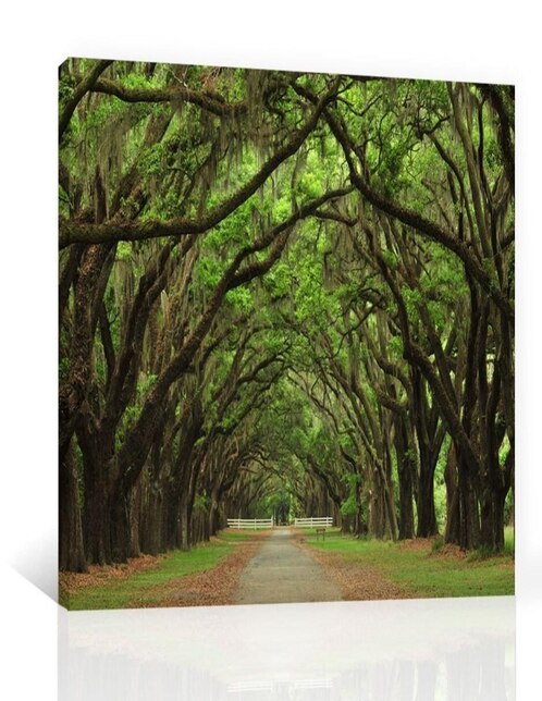 Cuadro Decorativo CanvasNaturaleza Antiguo Y Vereda Rectangular 1